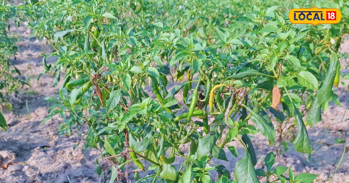 Agri Tips: देसी मिर्च की जैविक खेती से हर महीने लाखों की कमाई, जानें बहराइच के किसान का अनोखा ...