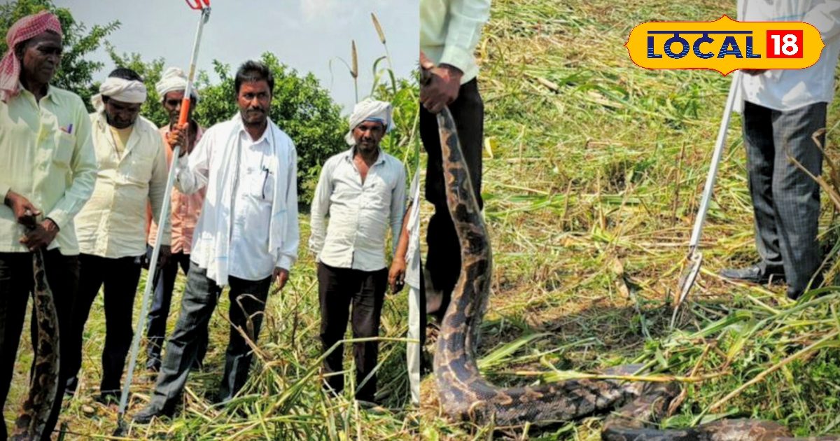 A giant creature suddenly appeared in front of the workers harvesting ...
