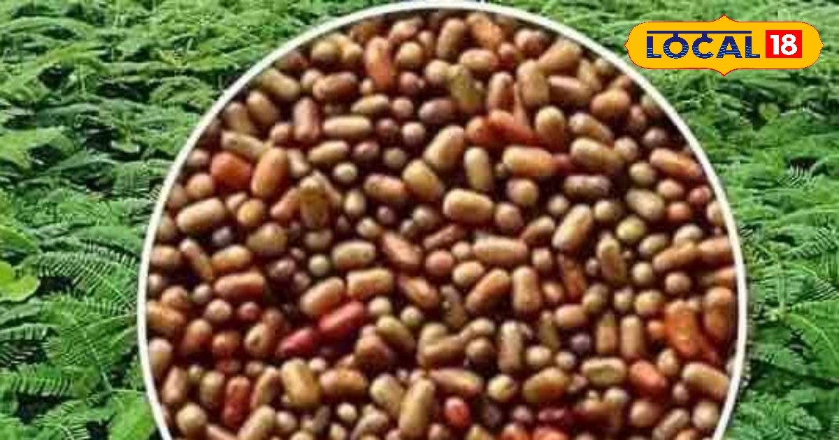 फसल में नहीं पड़ेगी यूरिया की जरूरत, खेतों में उगाकर मिला सकते हैं ये ...