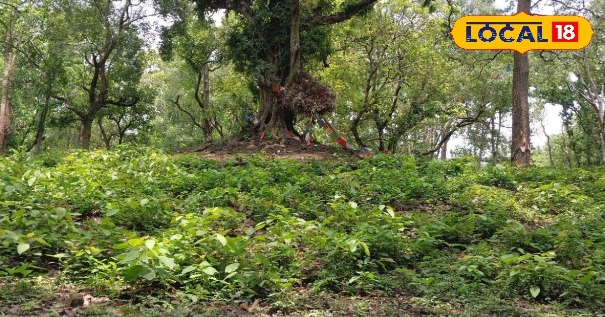 Ramgram Buddhist stupa in Maharajganj completely untouched know its ...