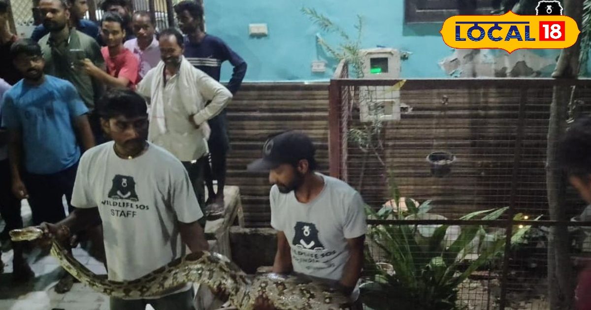 15 feet long python was suddenly seen in Agra people got shocked rescue ...