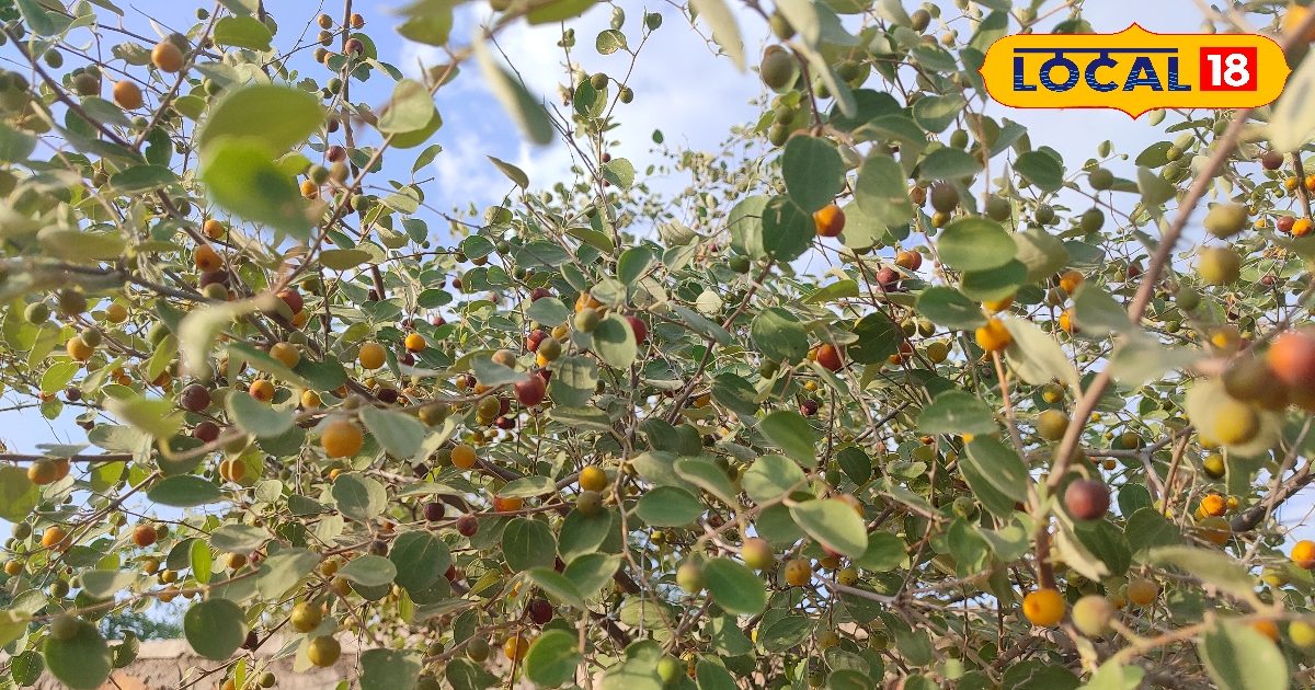On Diwali, this native fruit tree is considered to be the incarnation ...