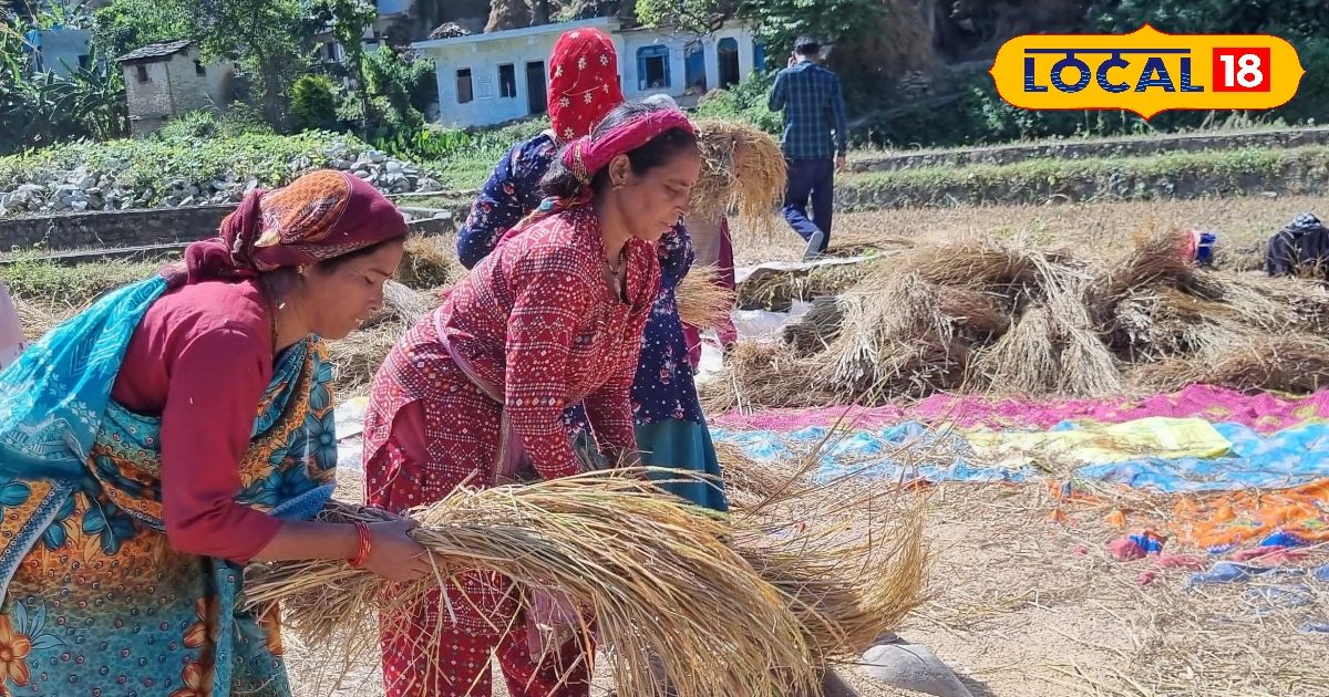 traditional paddy threshing method of mountains sa