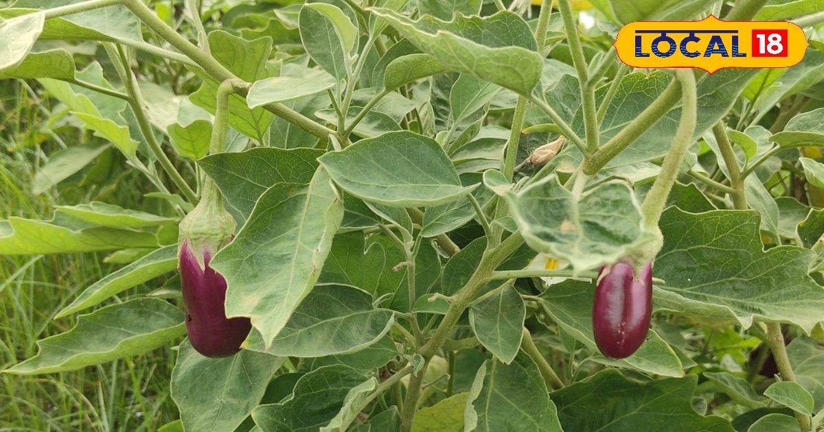 Chhapra farmers Success story Benefits of growing 704 VNR eggplant sa - News18 हिंदी