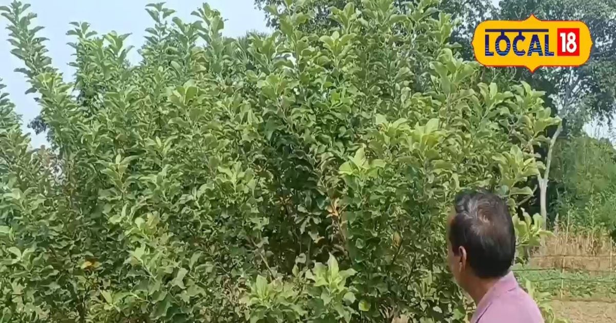 Sev will be cultivated in Bihar also, Aurangabad farmer planted 100 ...