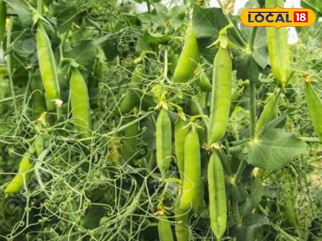 Matar Ki kheti: दलहनी फसल खोल देगी आपकी किस्मत, 90-100 दिनों में होती ...