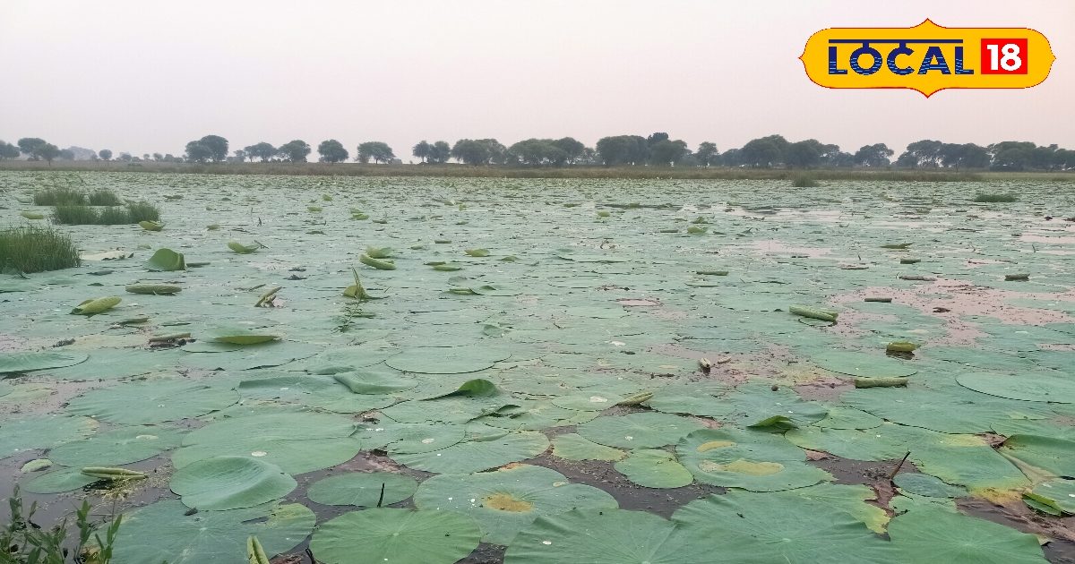 Puran leaves are a part of the culture of Bundelkhand Chhatarpur ...