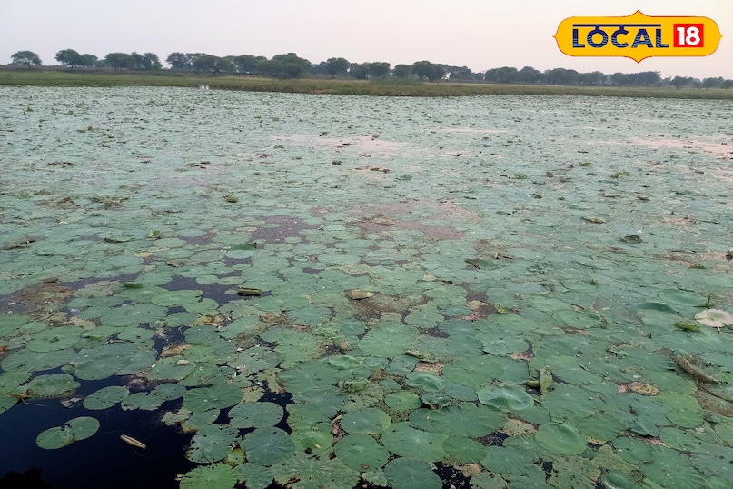Puran leaves are a part of the culture of Bundelkhand Chhatarpur ...