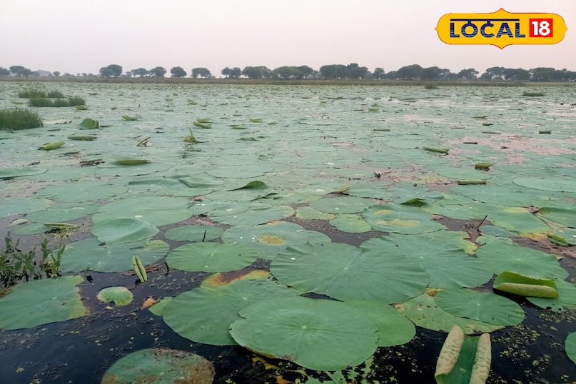 Puran leaves are a part of the culture of Bundelkhand Chhatarpur ...