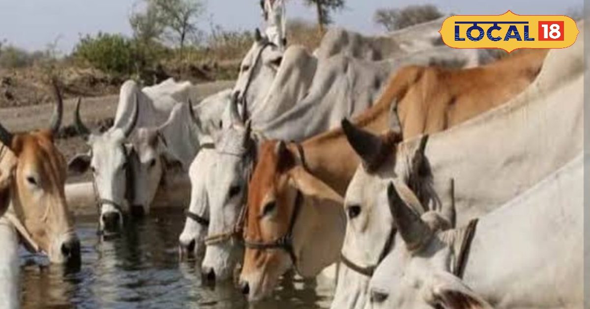 Nandini Krishak Samriddhi Money Dairy Scheme. Government continuously ...