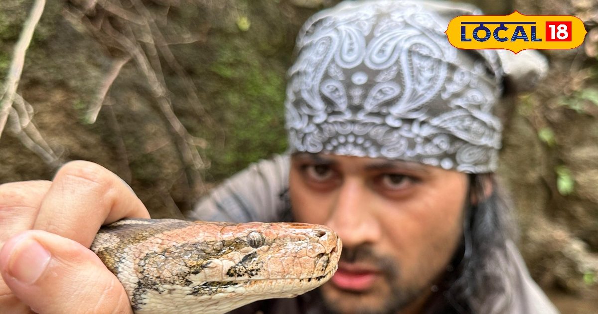 This snake stays coiled till the heartbeat stops...It has the ability ...