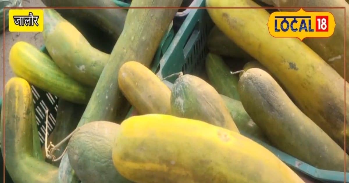 Balam cucumber, which is available only 20-25 days in a year, created a ...
