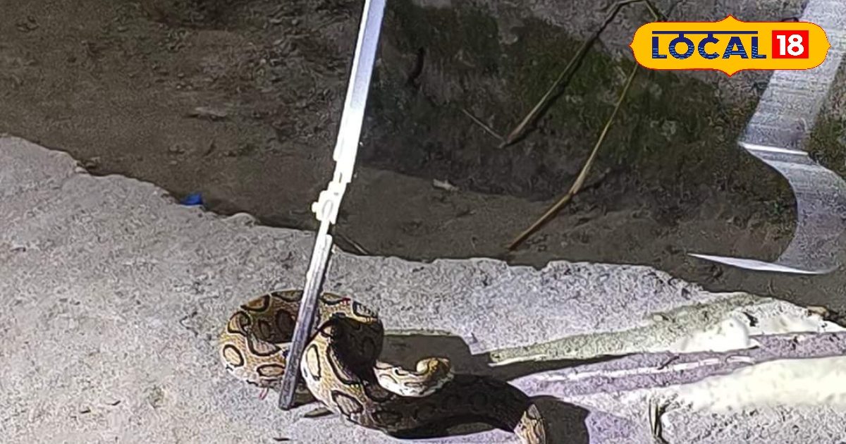 This most venomous snake of Asia looks like a python... people started ...