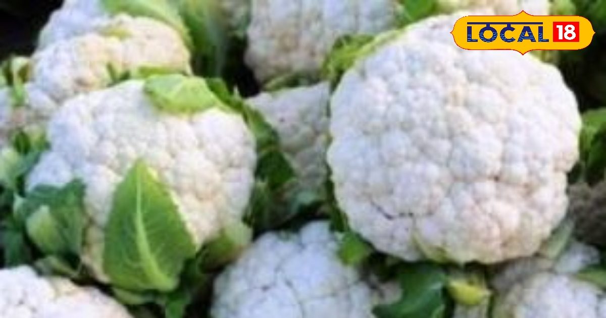 cauliflower farming best soil and climate for farmers SA - News18 हिंदी