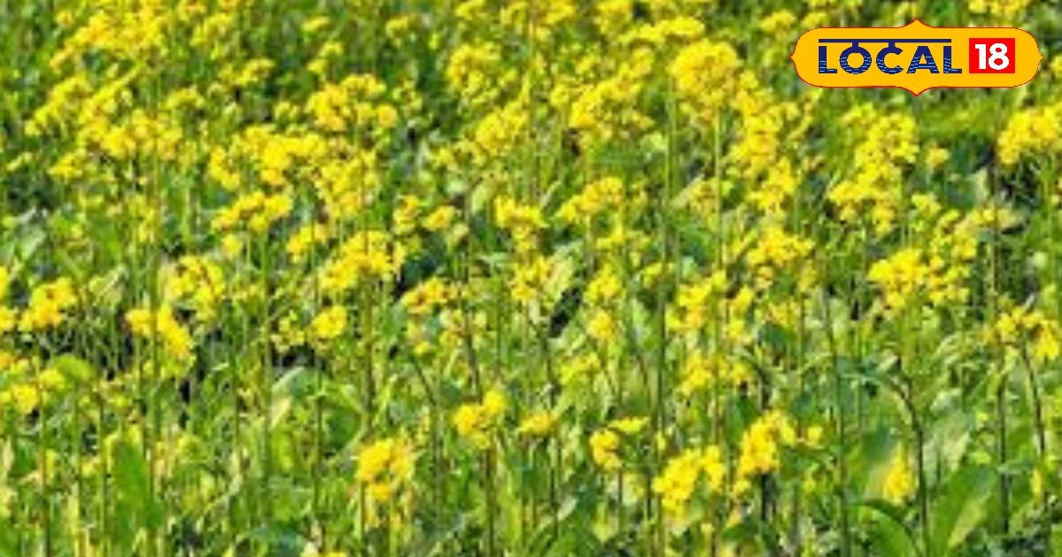 rabi season mustard seed varieties high yield subsidized seed sa ...