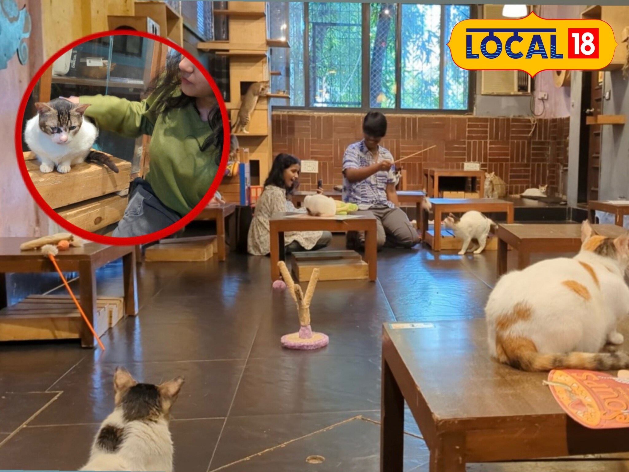 Mumbai andheri first cat cafe in india cats care and adoption sa ...