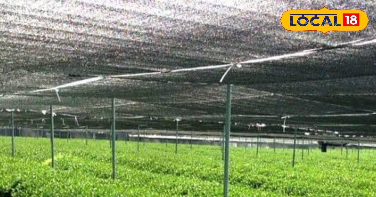 shade net house Farming in all seasons Government provide 50 percent ...