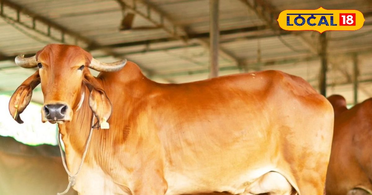 jaipur gir cow farming benefits profit for farmers and milk production ...