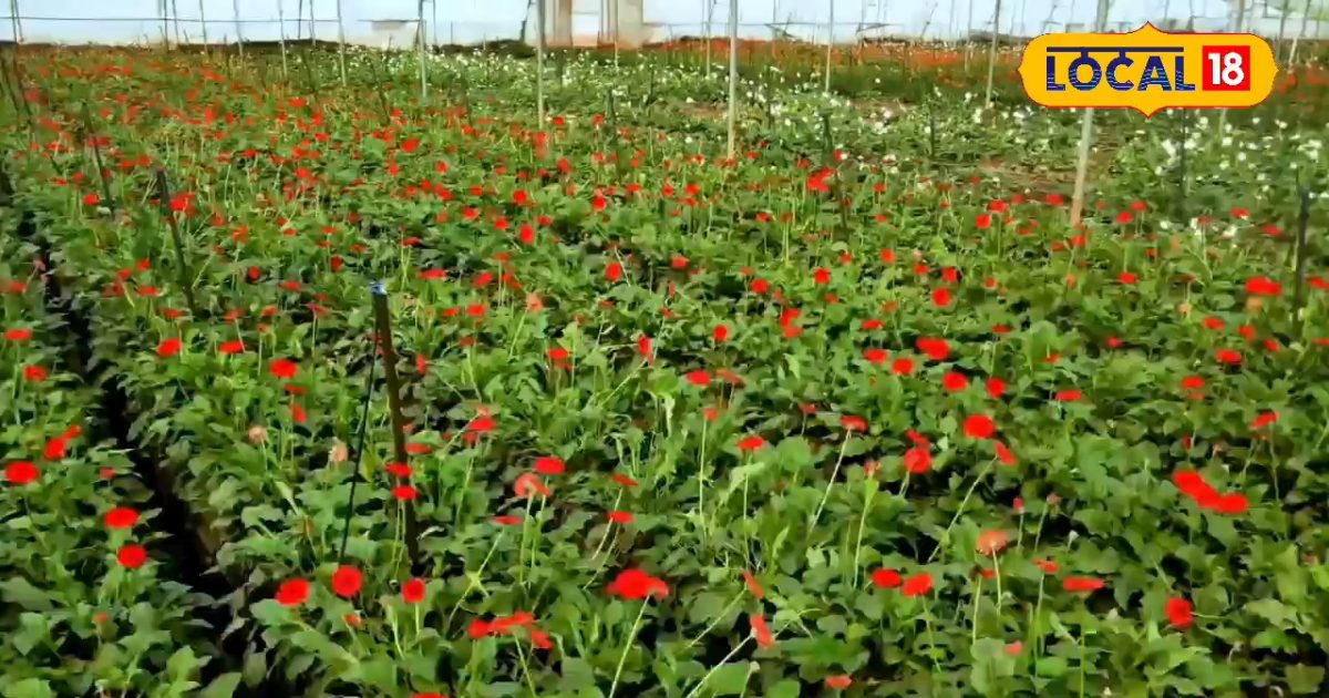 flower farming cultivation benefits initiatives Of floriculture in ...