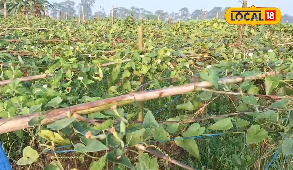 parwal cultivation araria farmer profit earnings better price farming ...