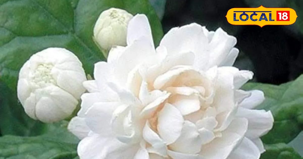 This flower is the king of the garden, when you touch it there is ...