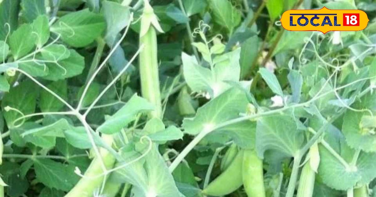 Matar ki kheti: मटर की फसल में बेबस्तीन का करें छिड़काव, कड़ाके की ठंड ...