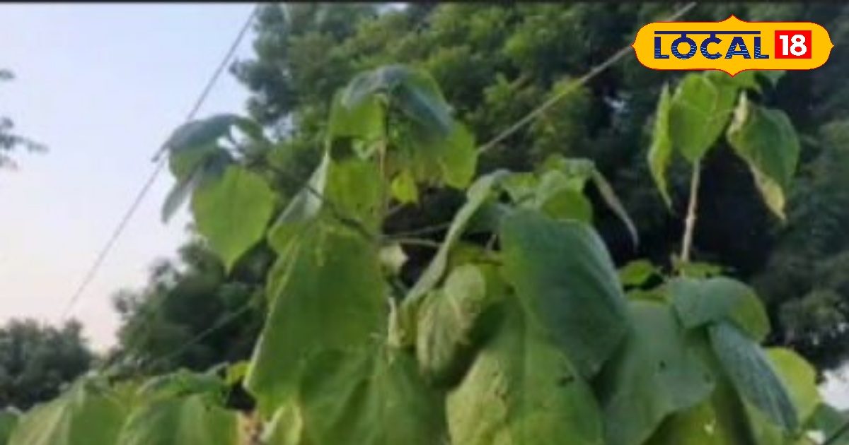 Seven tree, symbol of Lakshmi Narayan... This plant brings positivity ...