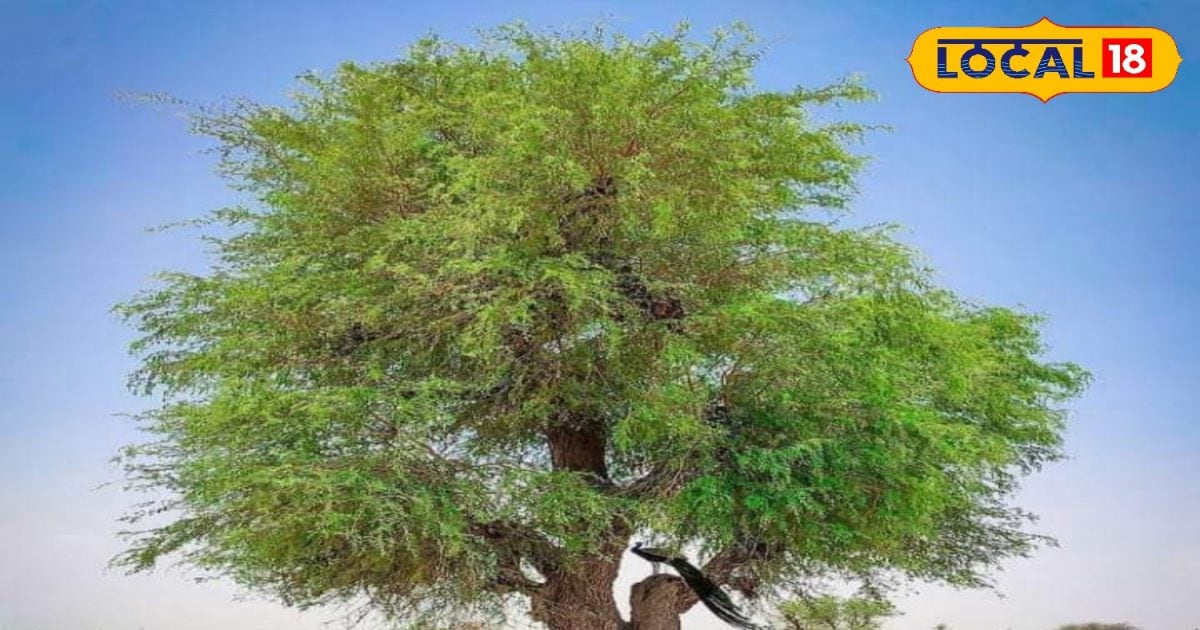 Medicinal properties of Khejri: वैदिक यज्ञ में प्रयोग किया जाता है ये ...