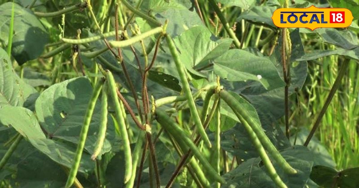 Moong farming: नागौर के किसान कर रहे मूंग की खेती, कम खर्च में हो रहा ...