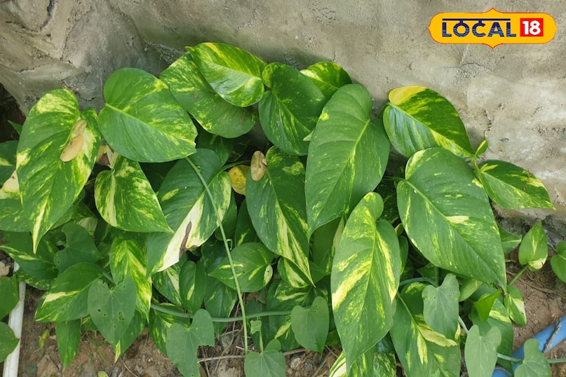 Mani Plant: दीपावली पर मनी प्लांट कर देगा मालामाल, जानें इसमें किसका ...