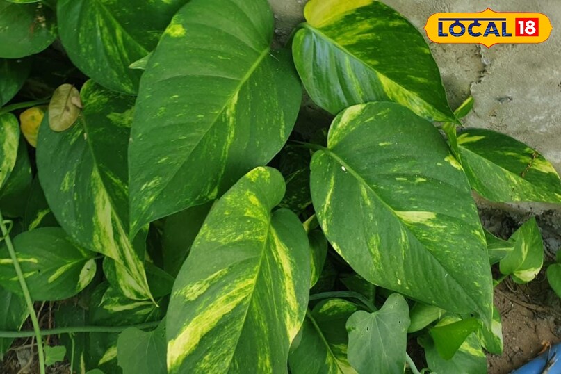 Mani Plant: दीपावली पर मनी प्लांट कर देगा मालामाल, जानें इसमें किसका ...