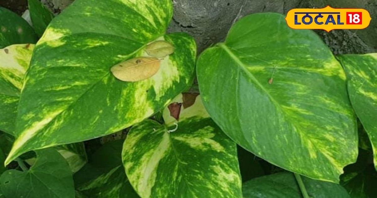 Mani Plant: दीपावली पर मनी प्लांट कर देगा मालामाल, जानें इसमें किसका ...