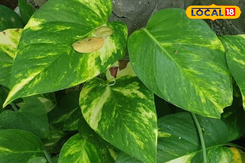 Mani Plant: दीपावली पर मनी प्लांट कर देगा मालामाल, जानें इसमें किसका ...