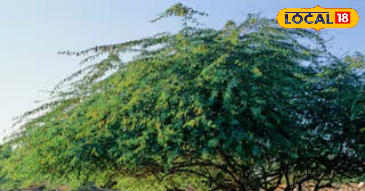 Babool Tree in Rajasthan: किसानों का दुश्मन है विलायती बबूल, जानें कैसे ...