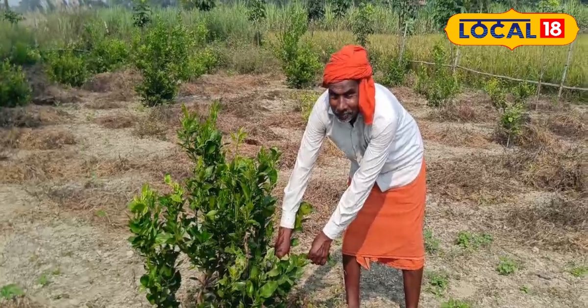 Mausami fruit farming: कोलकाता से मंगाया बीज, शुरू की मौसमी की खेती; अब ...