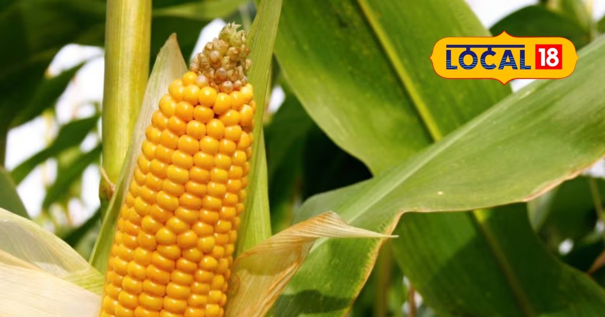 winter maize cultivation benefits tips crop spacing planting time SA ...