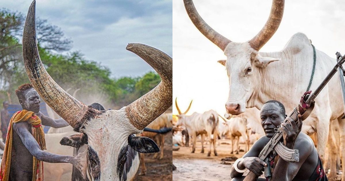 यहां AK 47 से करते हैं 'गौमाता' की रक्षा, गायों के लिए ले सकते हैं किसी ...