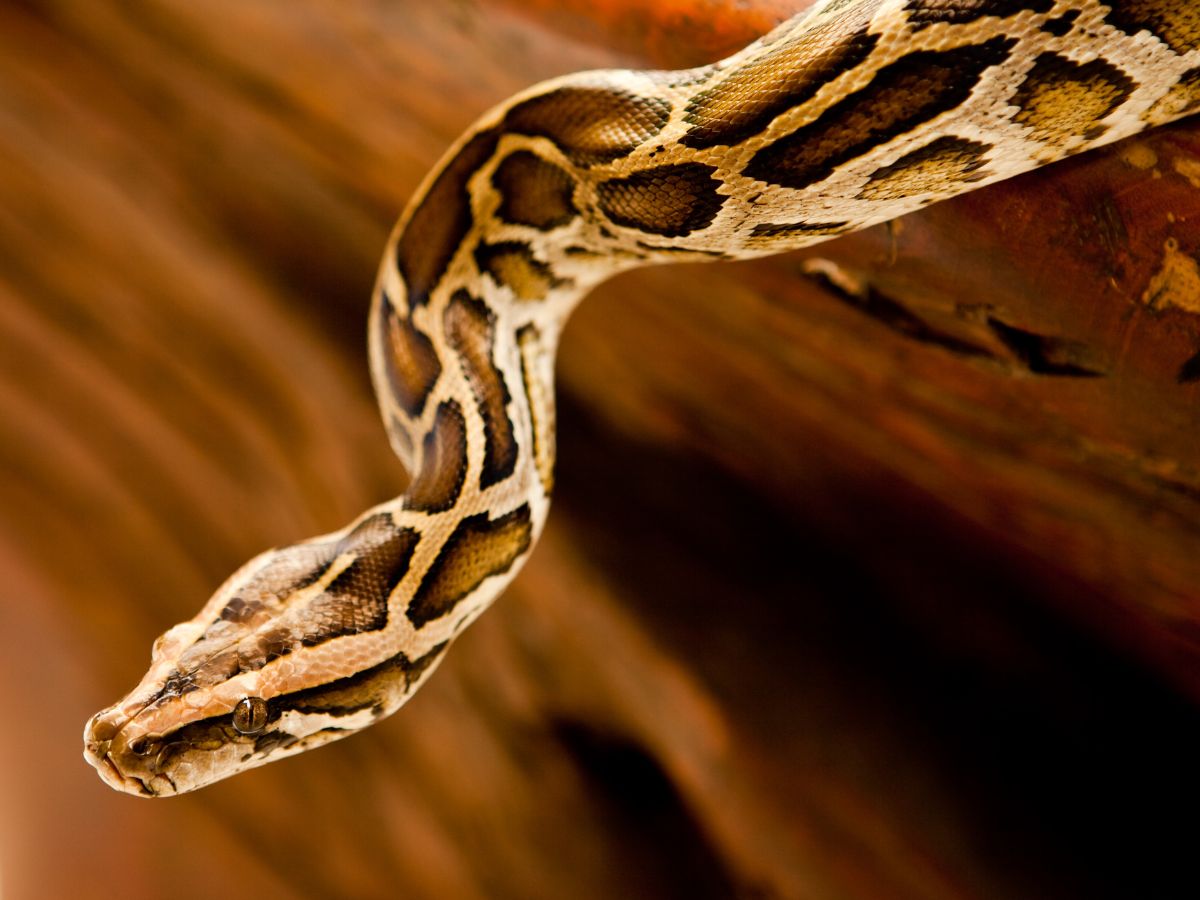 Explainer: पेट के हिस्से ठीक कर फिर से बना लेते हैं अजगर, तो क्या ...