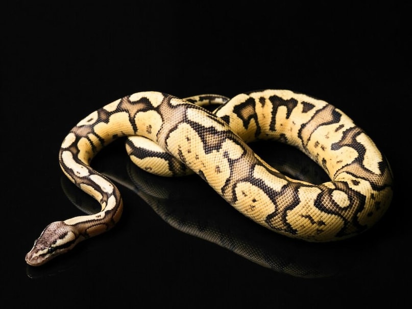 Viral News: जब मछुआरों के जाल में मछली नहीं, फंस गया एक बड़ा अजगर, फिर ...