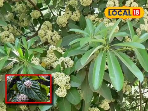 saptaparni tree fragrance benefits medicinal uses by dr kishore pathak ...