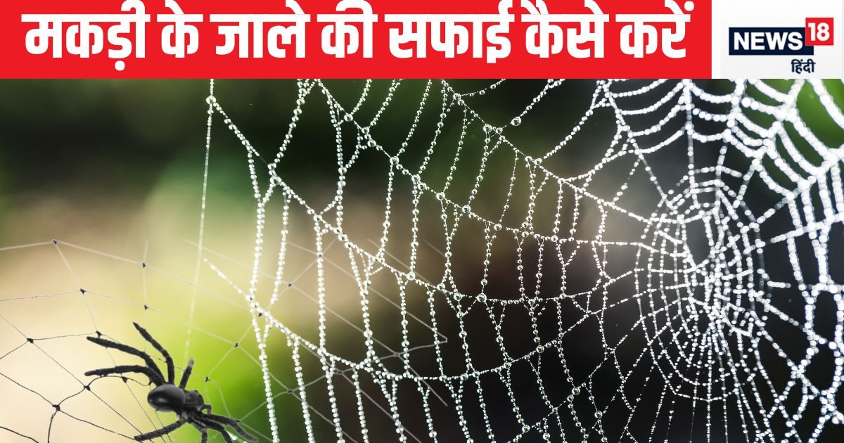 घर में नहीं दिखेगा एक भी मकड़ी का जाला, सफाई के समय कर लें ये आसान काम ...