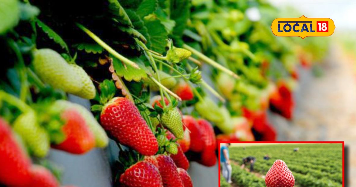 strawberry farming tips profits and challenges SA