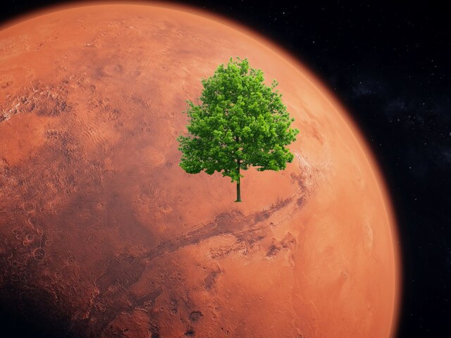 Explainer: मंगल ग्रह पर उगाया जाएगा पेड़, पर कैसे होगा ये कमाल, जानें ...