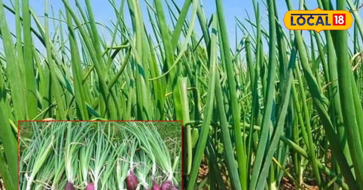 how to do onion cultivation right time in Rabi season pyaj ki price ...