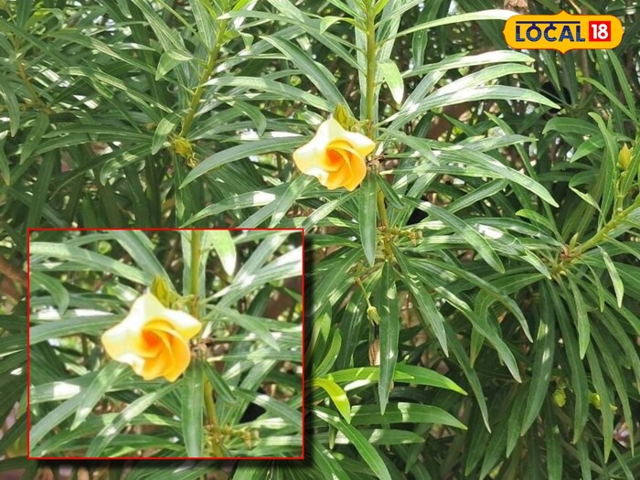 benefits of kaner flower right direction to plant in house vastu tips ...