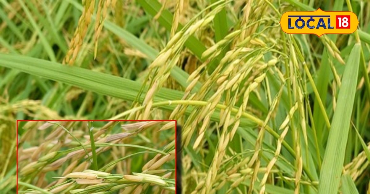 how to care of paddy cultivation protect From serious diseases like ...