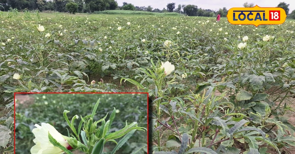 march to October perfect time of green vegetables Lady Finger ...