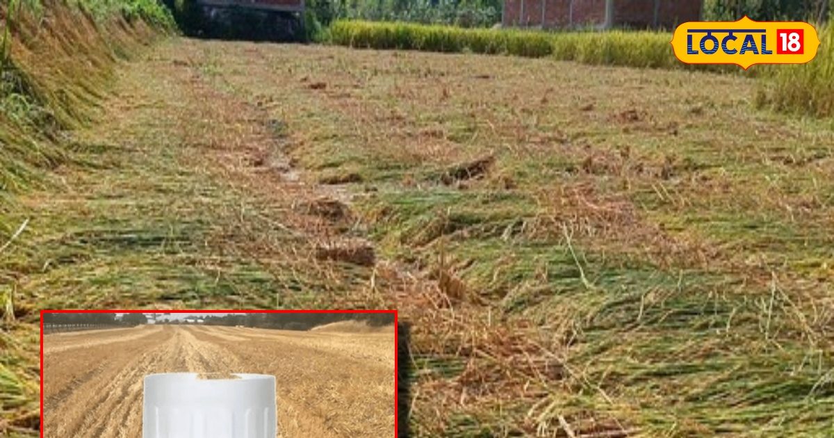 When will paddy or wheat be harvested How to make fertilizer from ...