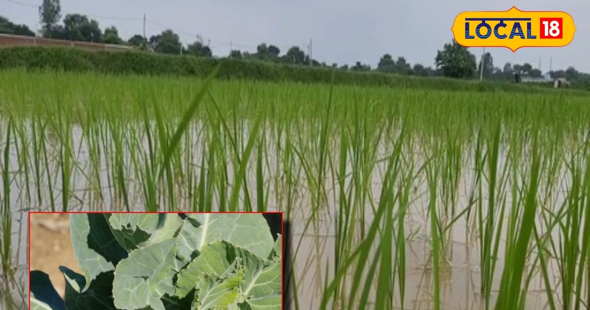 When and how to successfully cultivate wheat barley gram potato pea and ...