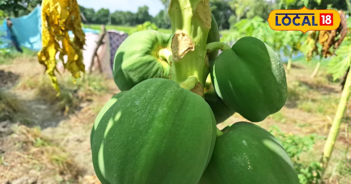 how to cultivation of papaya in sandy loam soil summer or winter season ...